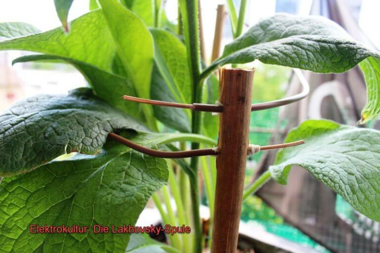 Lakhovsky Spule in der ElektroKultur - EnergieKultur MFH